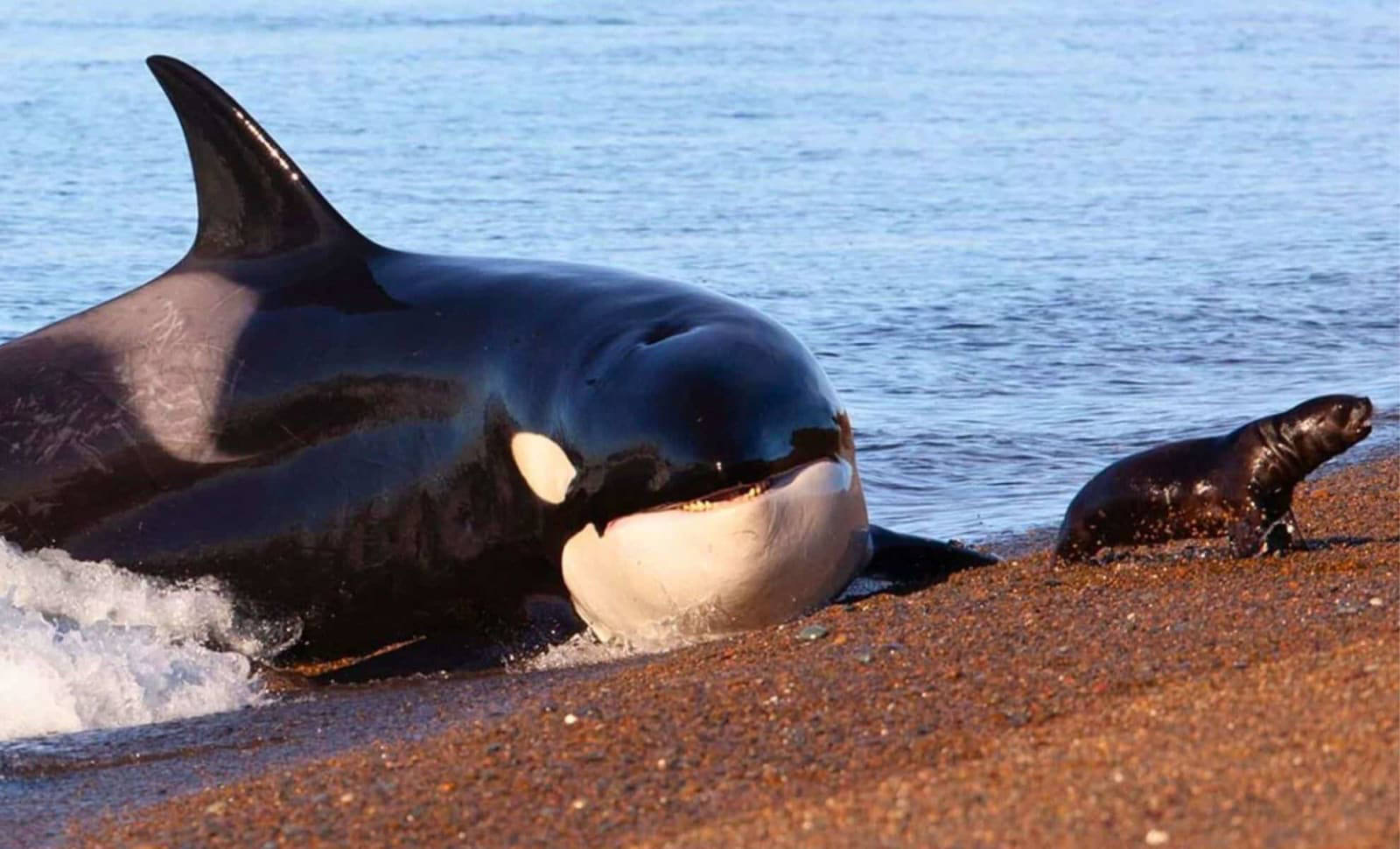 It’s Official: Dolphins and Orcas Have Passed the “Point of No Return ... It’s Official: Dolphins and Orcas Have Passed the “Point of No Return ...