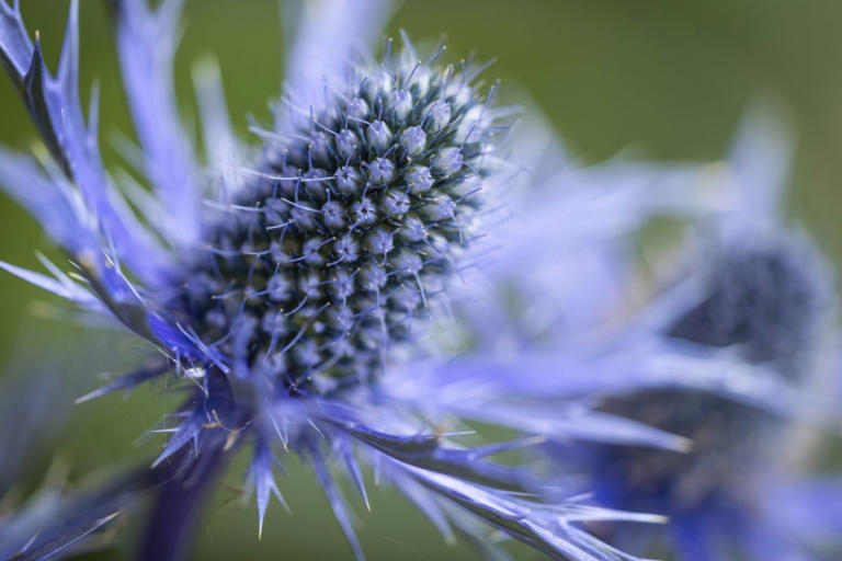 Nine brilliantly blue flowers to brighten your garden