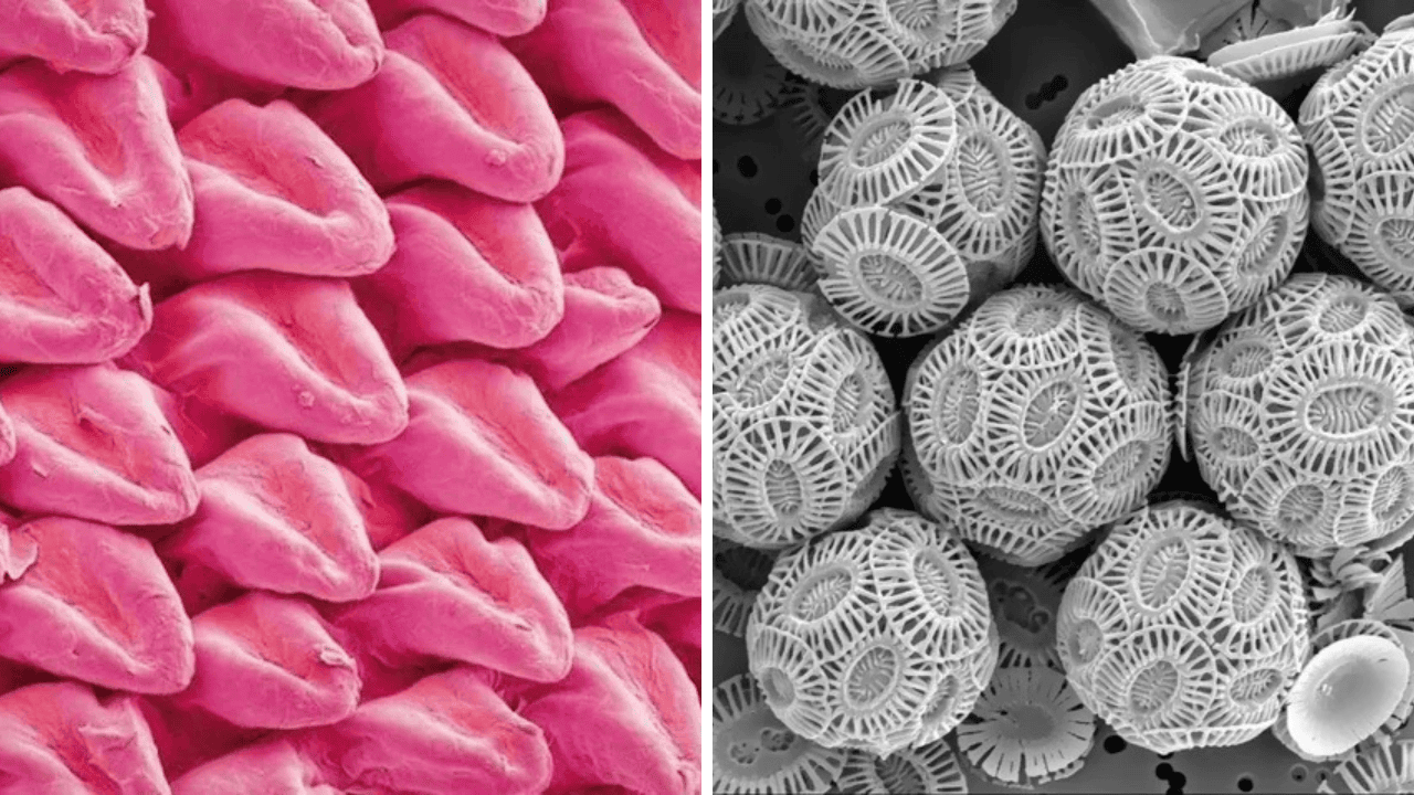 24 Photos of What Random Things Look Like Under A Microscope