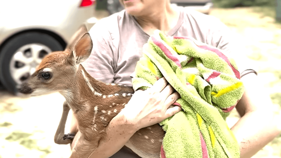 Austin Wildlife Rescue takes in 160 animals after severe storm hits ...