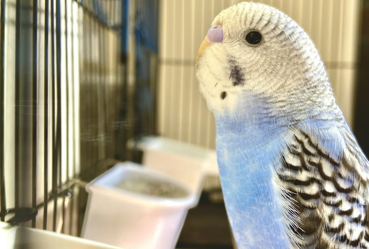 10 Low-Maintenance Birds That Still Feel Like Family