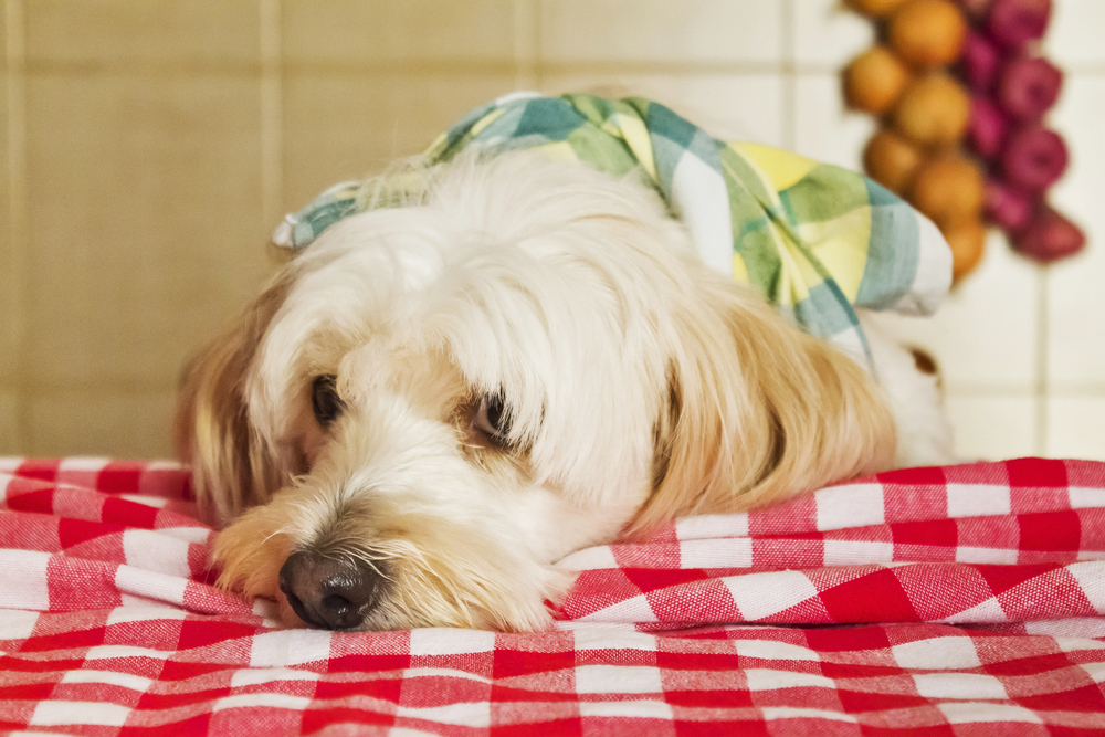 15 Warning Signs Your Pet Needs a Vet