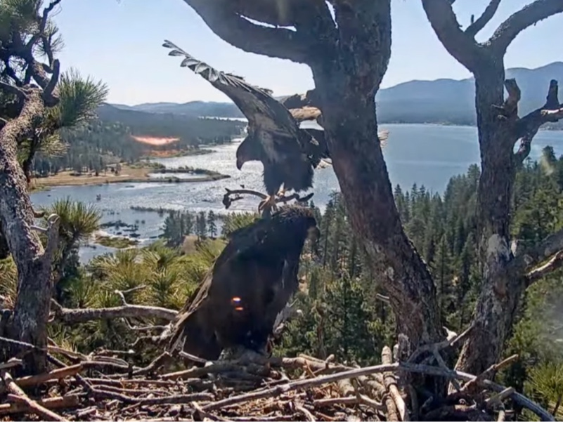 Big Bear Bald Eaglet 'Sunny' Reaches Huge Milestone