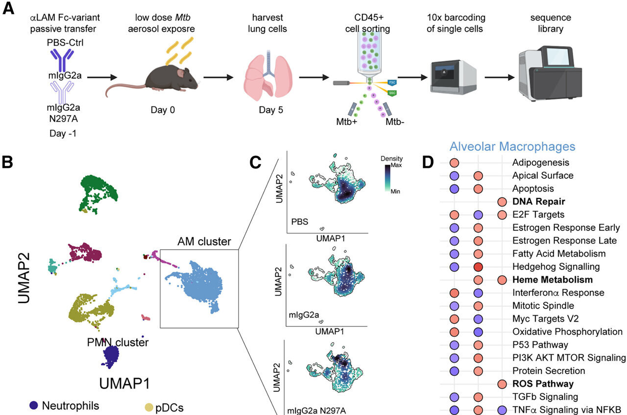 Antibody-mediated protection mechanism expands tuberculosis treatment ...