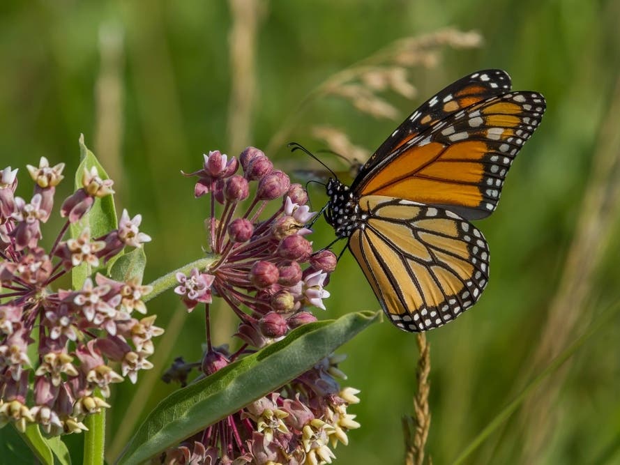 Pollinator Party Returns To Isle A La Cache