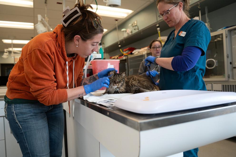 Cat who survived nearly 400-foot fall adopted by rescue pilot who saved her