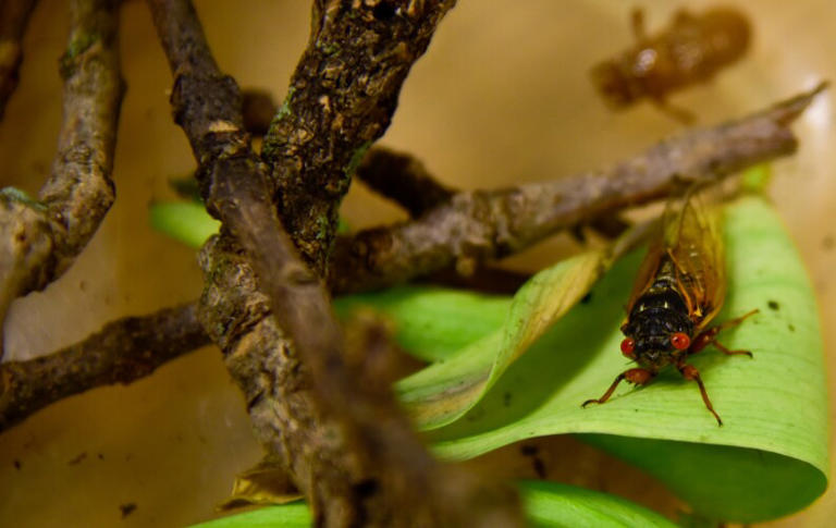 Finding art in nature with cicada Brood XIV