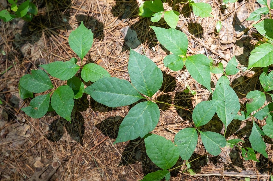 Is there more poison ivy than usual? Why it may seem to be everywhere