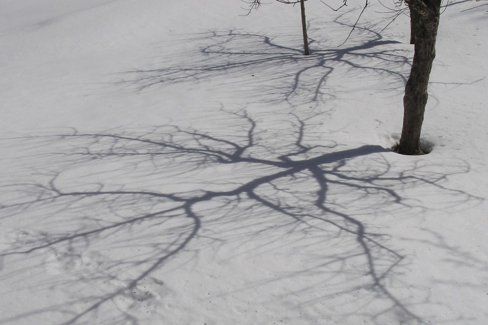 15 Growth Patterns That Repeat Across All Life Forms