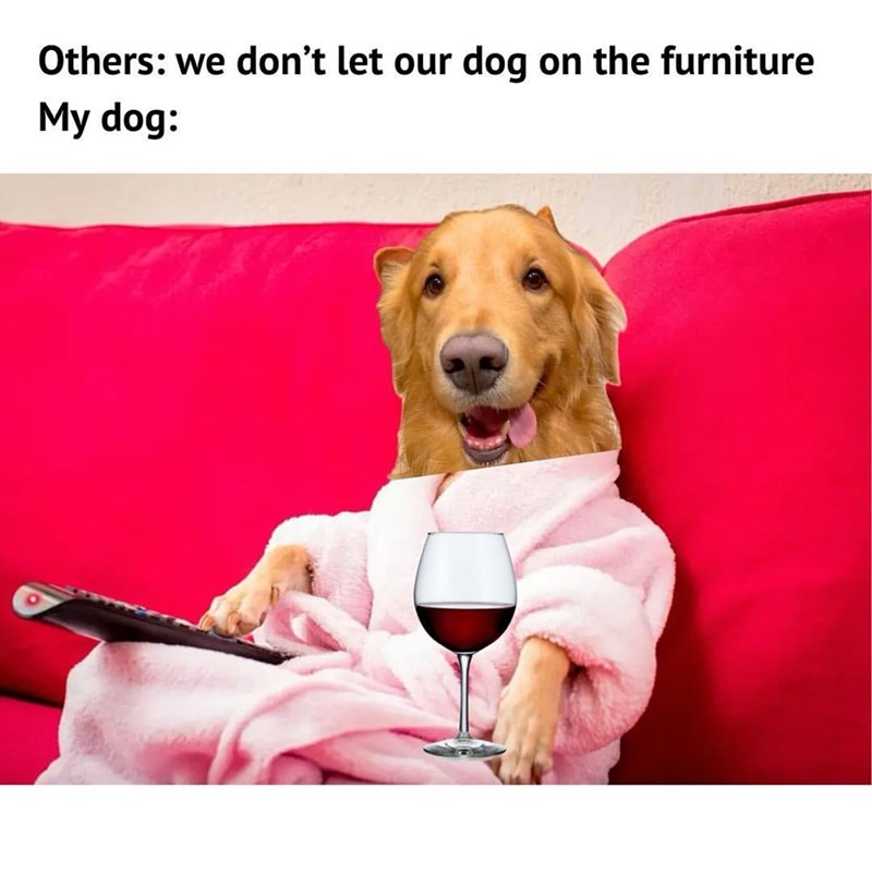21 Mood Boosting Memes of Man's Best Barking Buds