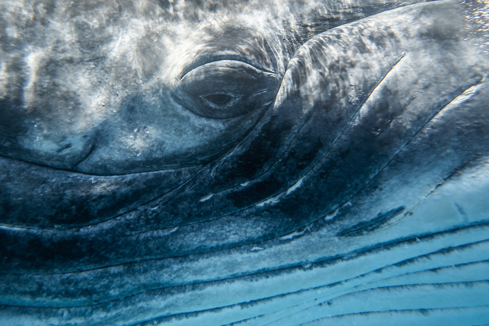 Big Eyes, Blurry Vision: Why Humpback Whales Struggle to See Clearly