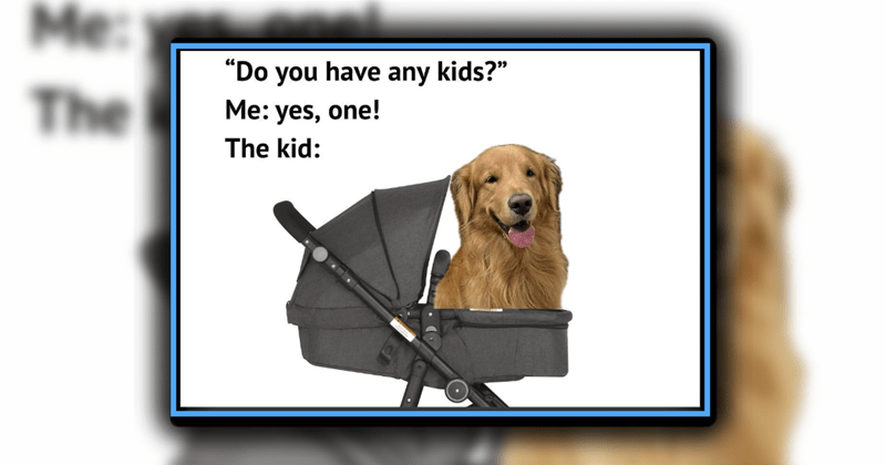 21 Mood Boosting Memes of Man's Best Barking Buds