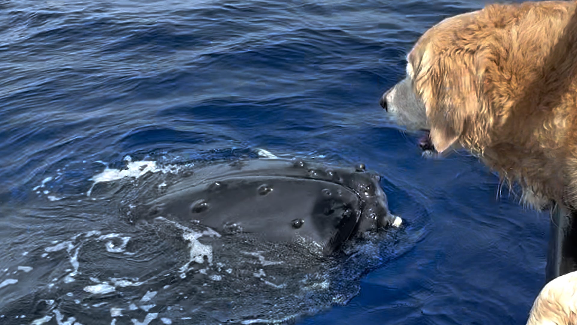 Watch whales and dog become best friends in unlikely encounters