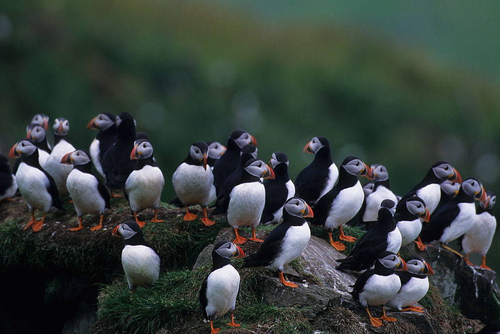 Why puffin numbers are soaring on a tiny Welsh island