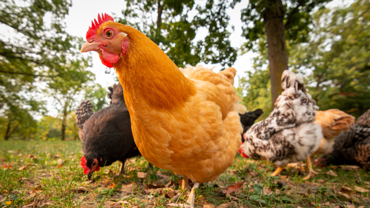 Ring Camera Catches the Most ‘Well-Behaved’ Chickens and It's Just Too Cute