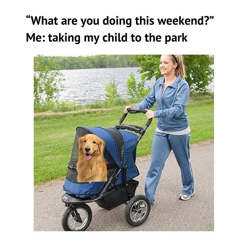 21 Mood Boosting Memes of Man's Best Barking Buds