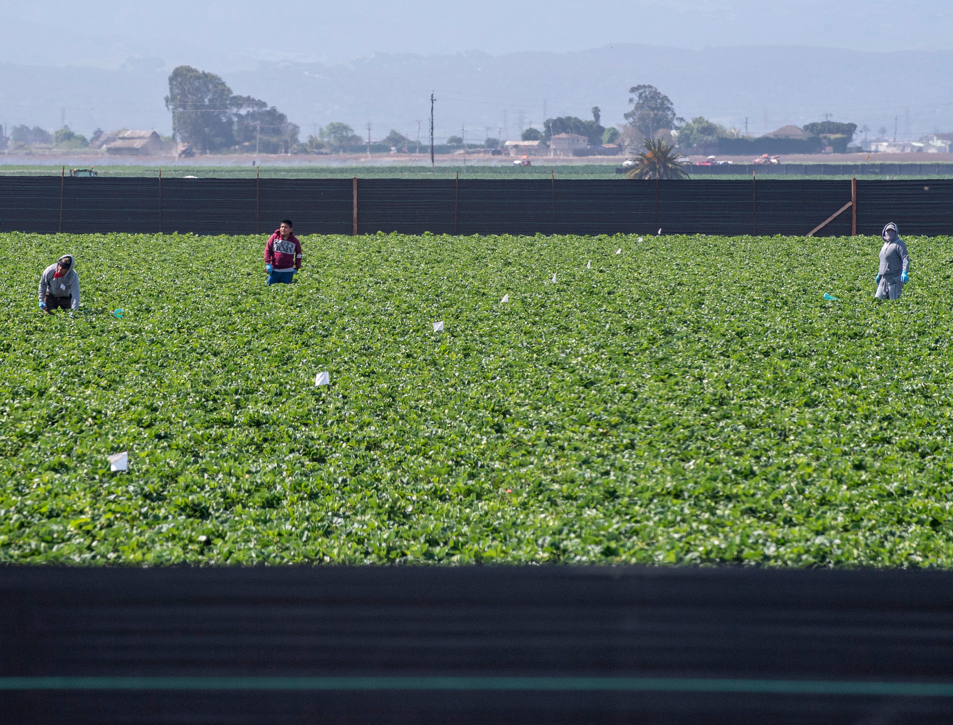 How farmworkers outlawed 'El Cortito' 50 years ago