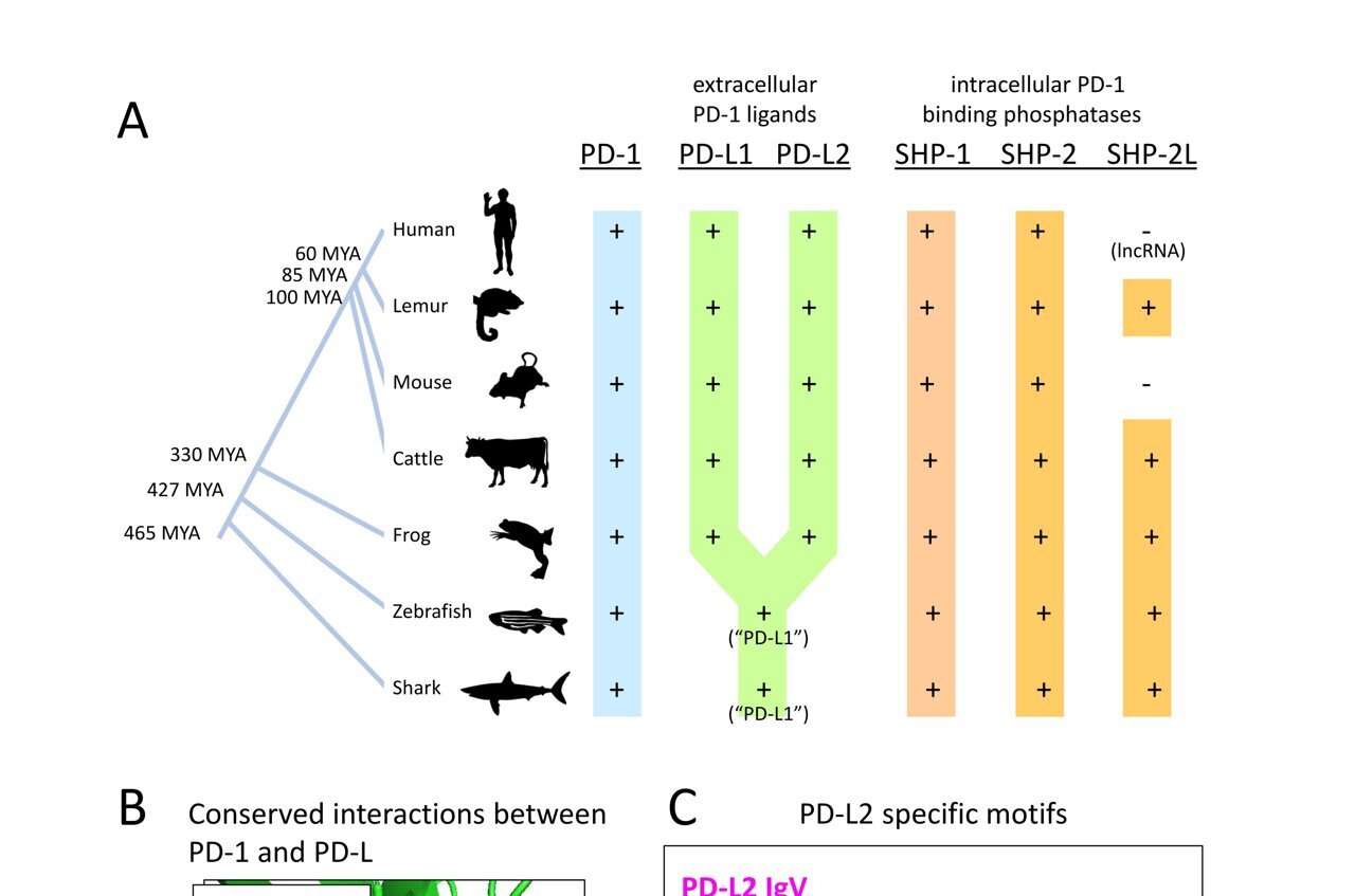 Immune restraint through the ages: PD-1 pathway traced to sharks