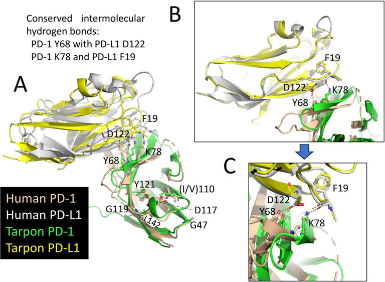Immune restraint through the ages: PD-1 pathway traced to sharks
