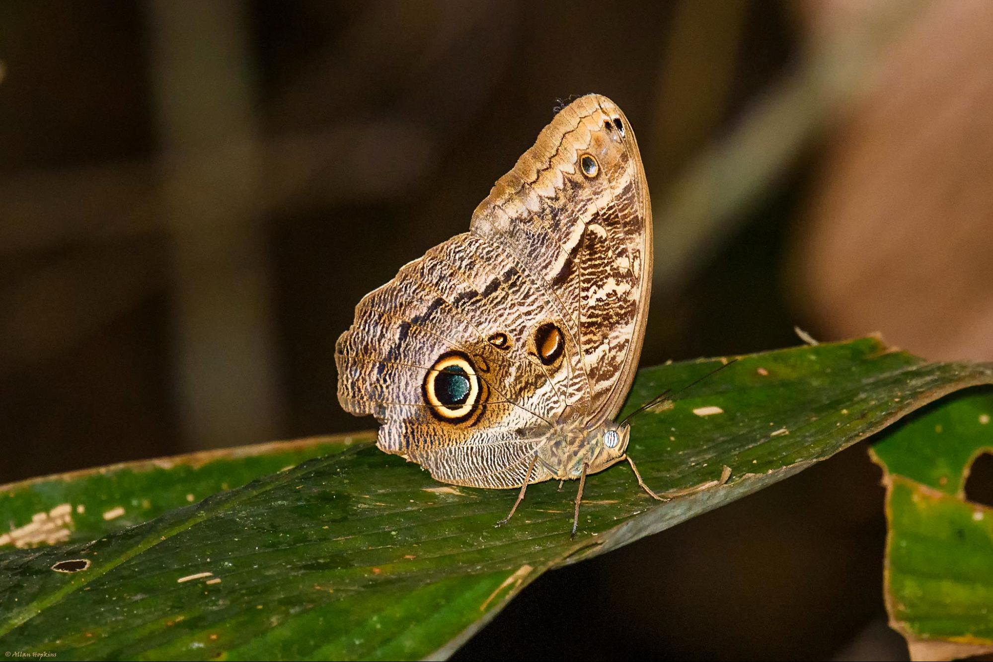 What Would Happen if the Amazon Rainforest Dried Out? Experiment Offers ...