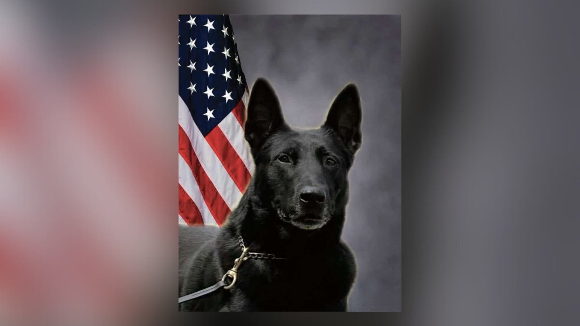 K-9 shot in Calhoun County recovering at home, sheriff’s office says