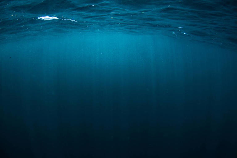 Massive sea creature spotted off the coast of California. See the ...