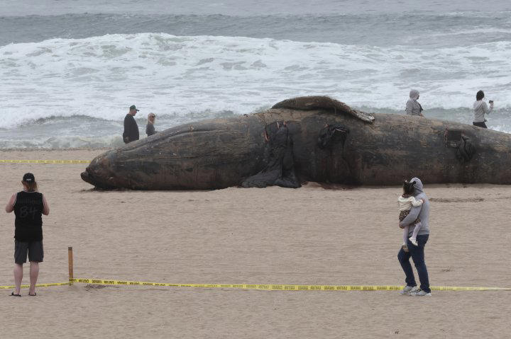 6 grey whales found dead in San Francisco Bay area in less than a week