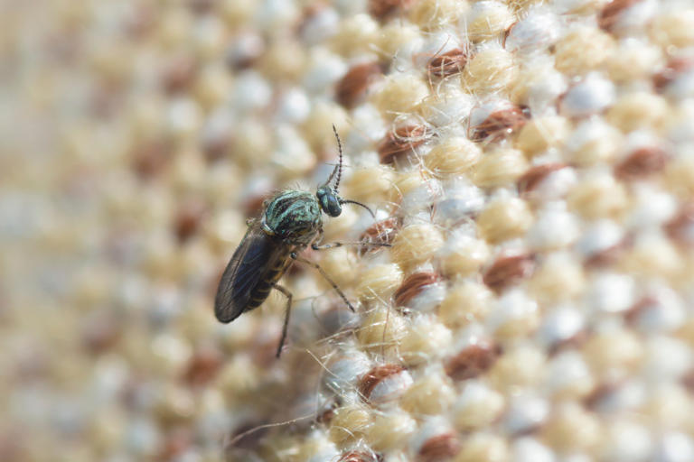 Midges have returned to Northeast Ohio. Here's what to know about the ...