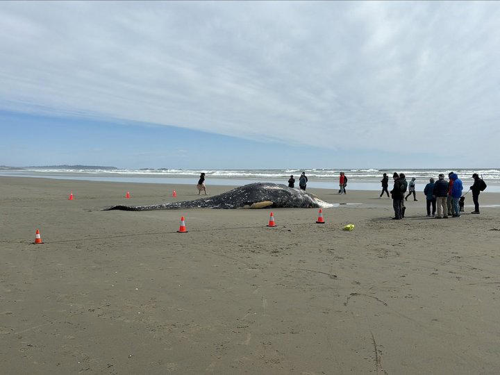 6 grey whales found dead in San Francisco Bay area in less than a week