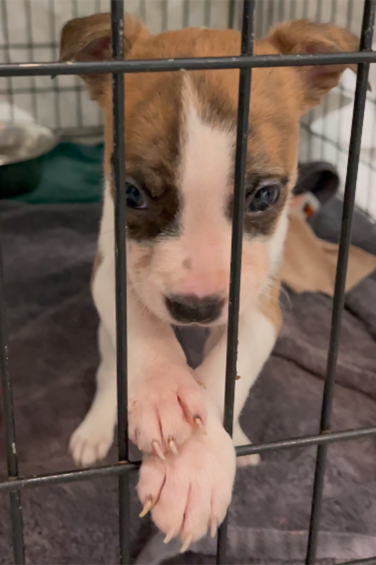 Baby’s cause of death revealed as family say the puppy originally ...