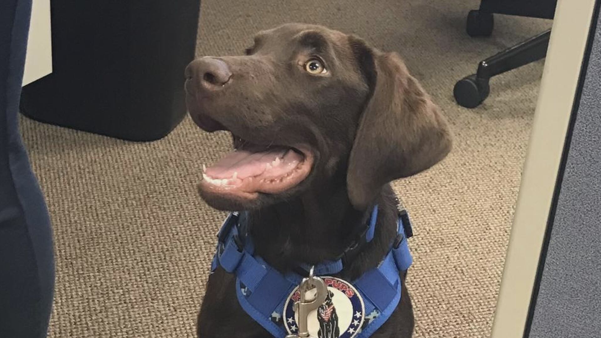 ‘We are heartbroken’: Nonprofit that paired Baxter, Maine’s first ...