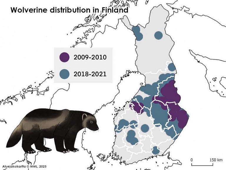 Near-extinct predator species returns to natural habitat, scientists say