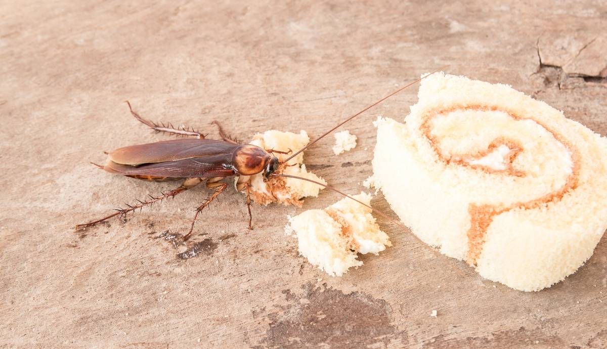 What Do Cockroaches Eat? The Surprising Diet of These Survivors