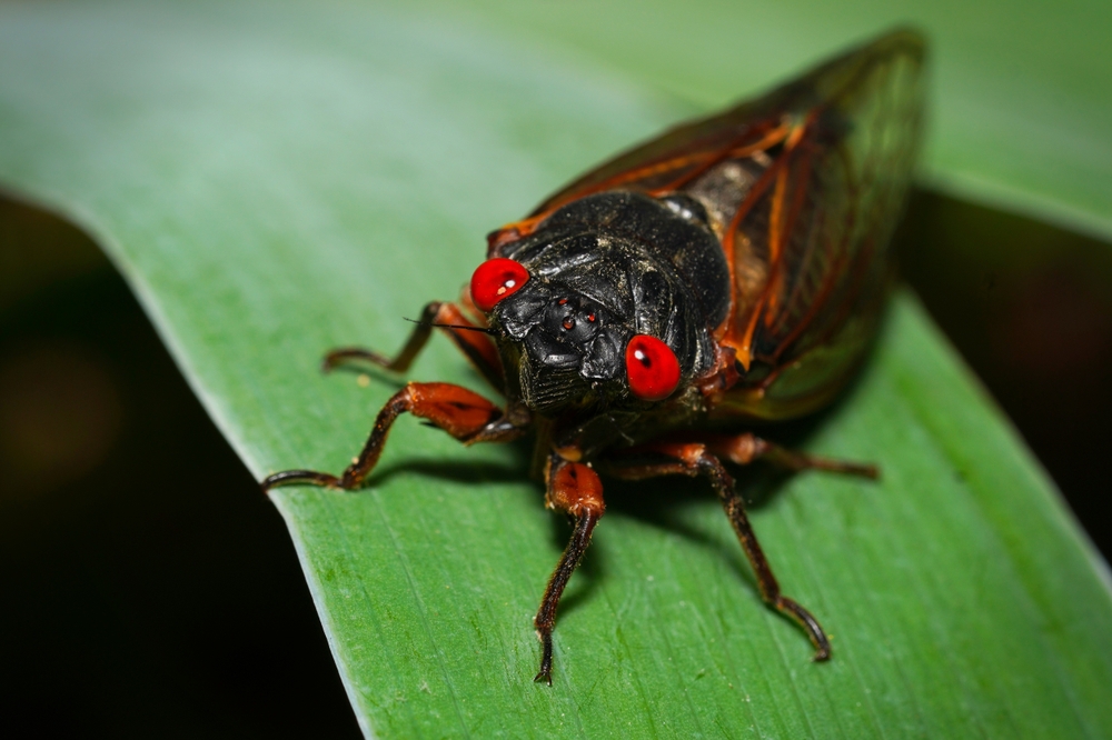 Cicadas Will Soon Bring a Noisy Start to the 2025 Summer as Brood XIV ...