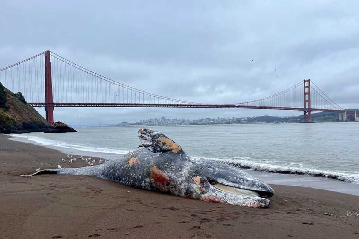 Mystery as six gray whales found dead after unusually high influx into ...