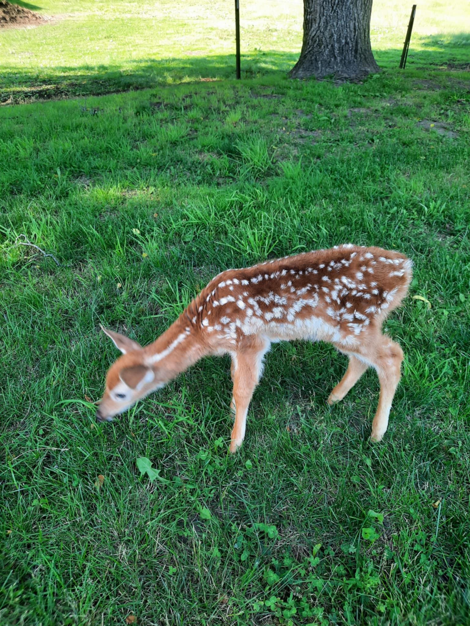 Wildlife Center of Virignia discusses ‘fawn-napping’ and protocol for ...