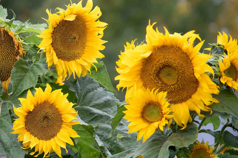 4 plants you should never grow next to sunflowers (they’ll struggle if ...
