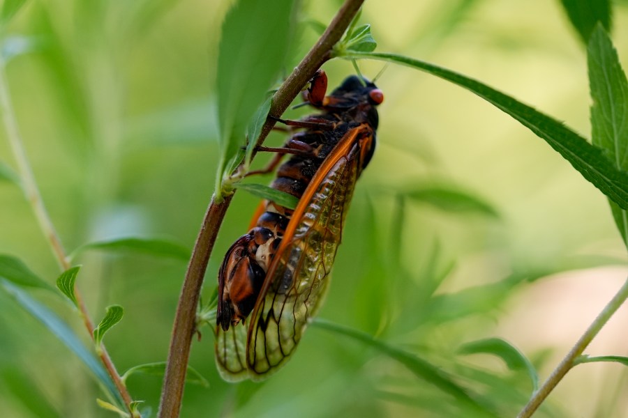 Has it been 17 years already? Get ready for screaming cicadas