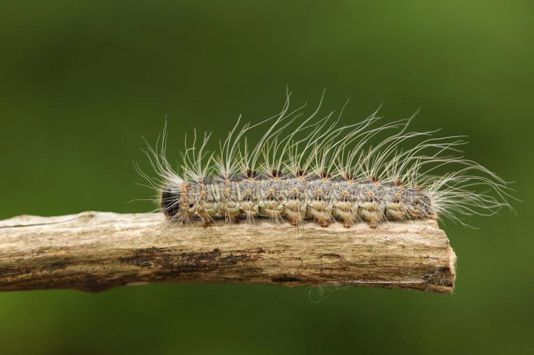 Oak tree moth that causes ‘painful rashes’ spotted in England as alert ...