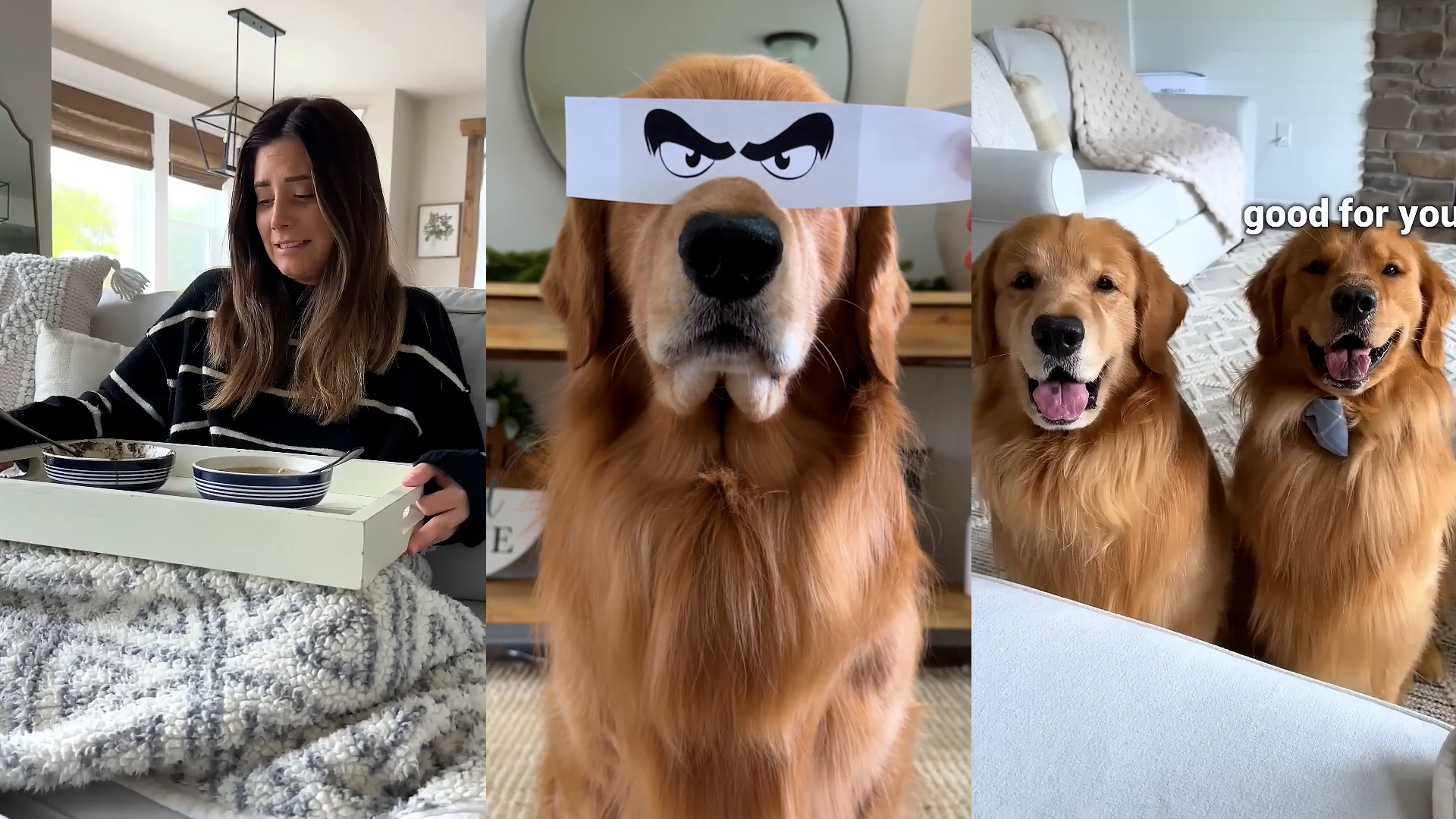 Hilarische golden retriever hond grappige compilatie – lachen ...