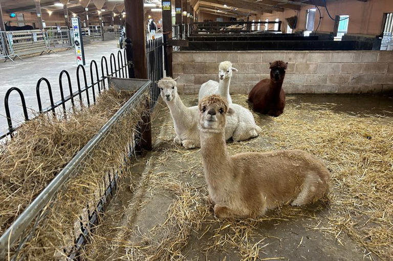 Popular farm park near Birmingham closes for huge refurbishment and ...