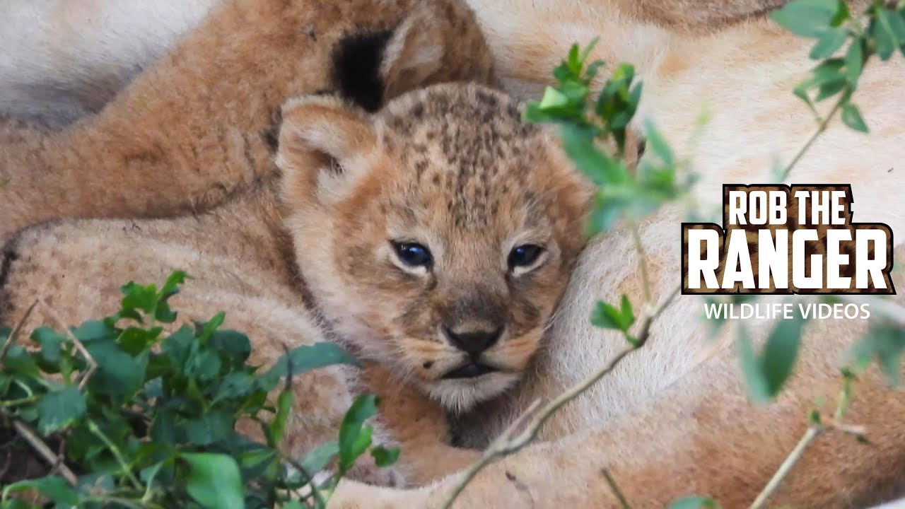 Tiny Lion Cubs Explore Maasai Mara Safari