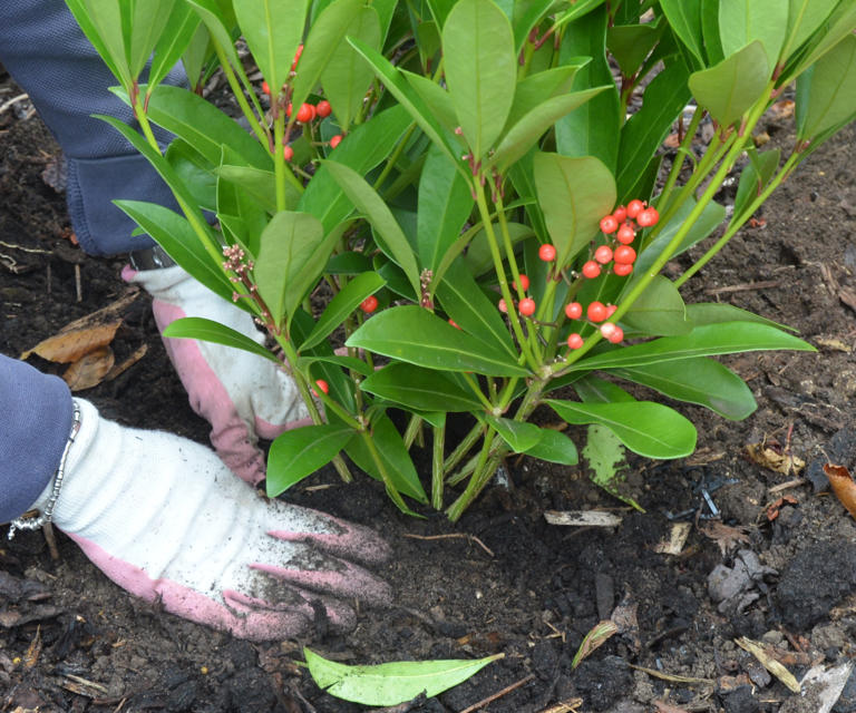 Gardening mistakes to avoid in June – garden experts reveal how (and ...