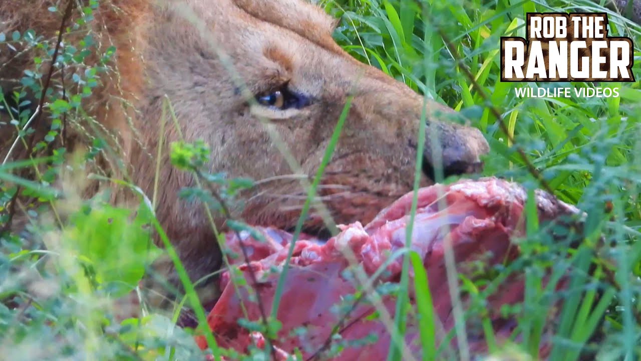 Dominant lion devours prey while pride sleeps in Maasai Mara