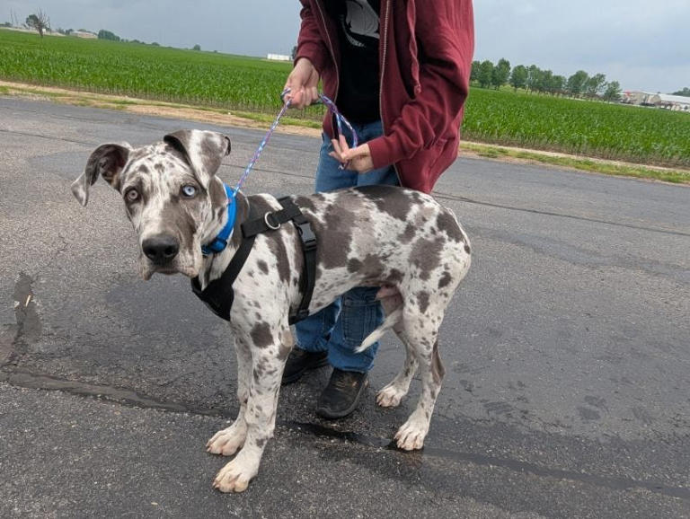 Fosters urgently needed after Daviess County animal hoarding incident