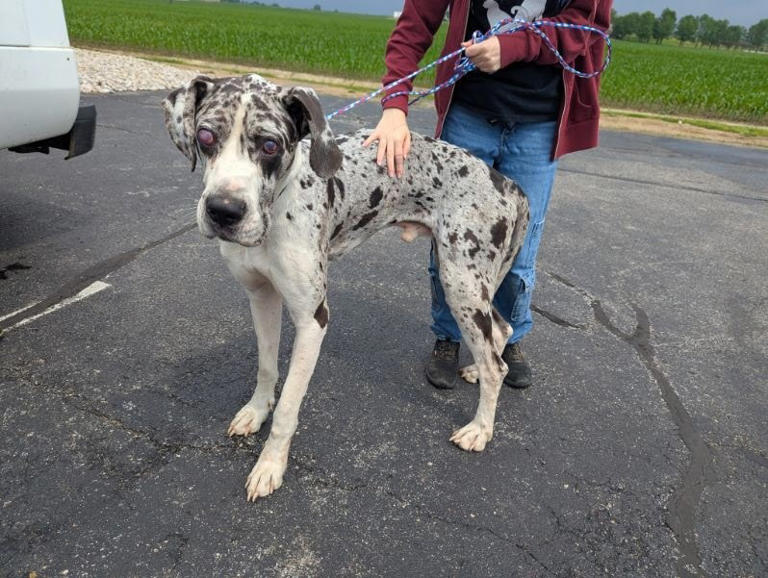 Fosters urgently needed after Daviess County animal hoarding incident