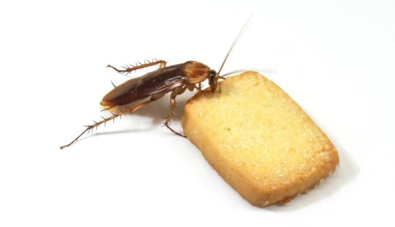 What Do Cockroaches Eat? The Surprising Diet of These Survivors