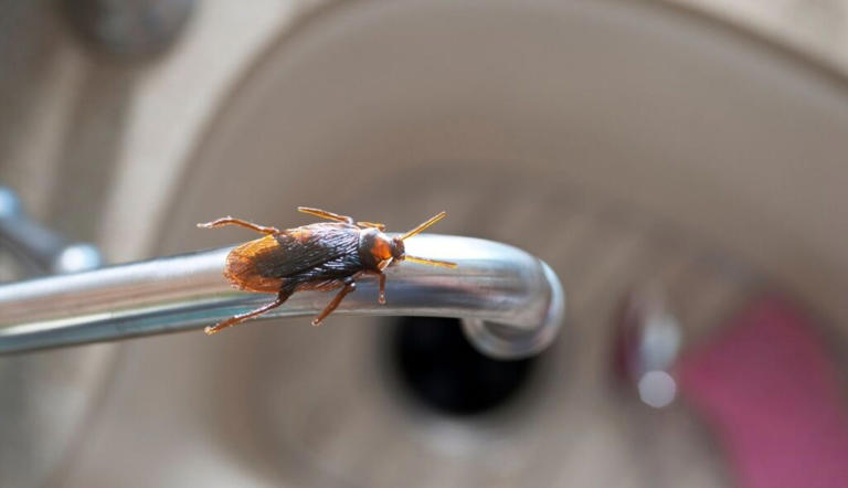 What Do Cockroaches Eat? The Surprising Diet of These Survivors