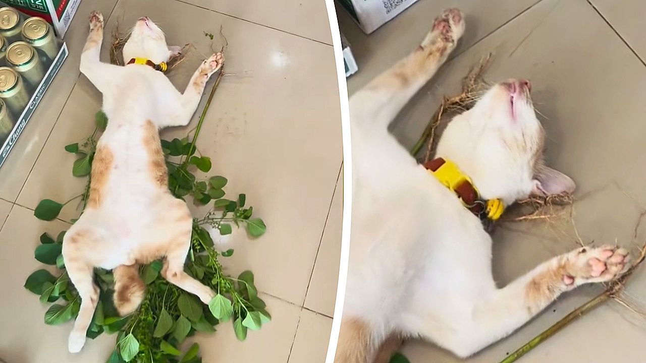 Kitty heaven! Euphoric cat hilariously lies on bed of catnip