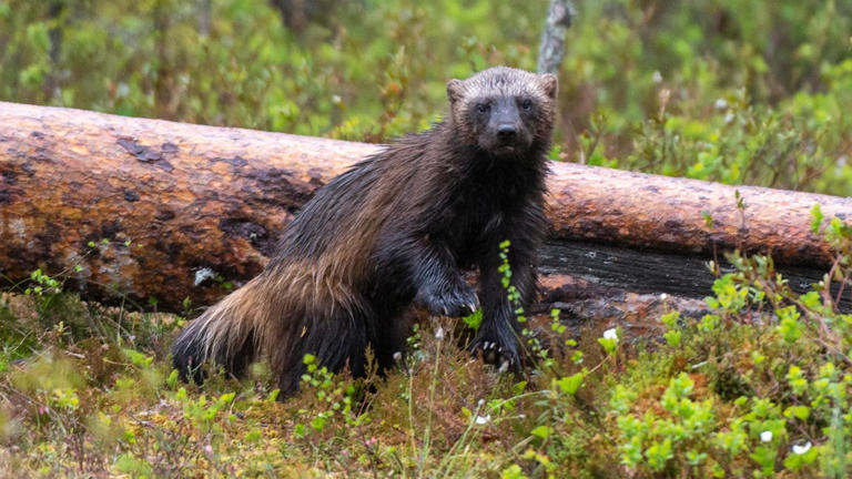 Near-extinct predator species returns to natural habitat, scientists say